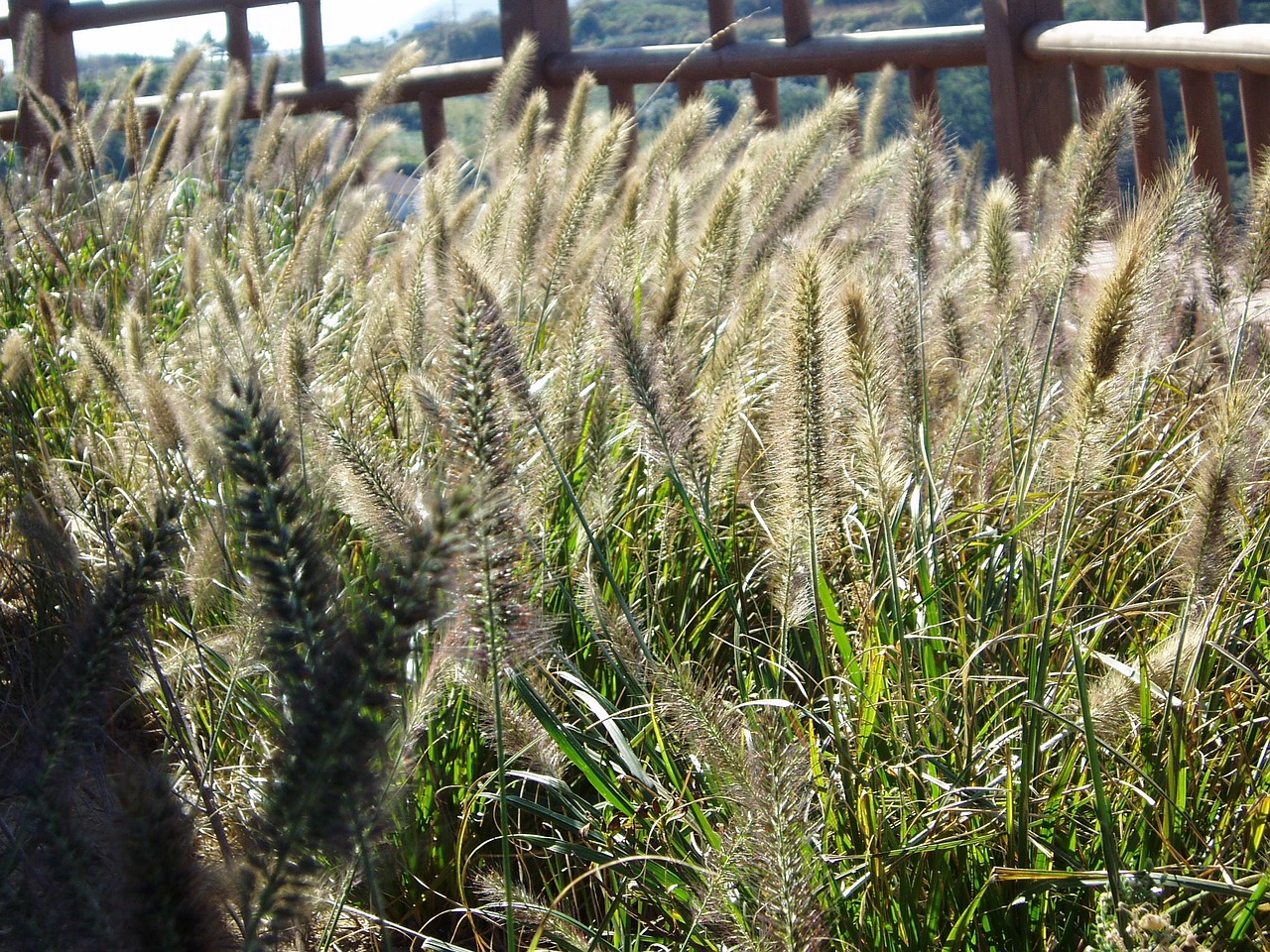 Foxtails: Tiny but Deadly - Cold Noses News